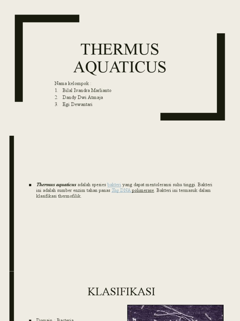 Thermus Aquaticus | PDF