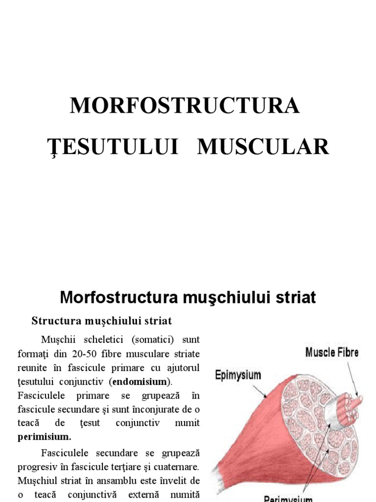 Structura Tesutului Muscular | PDF