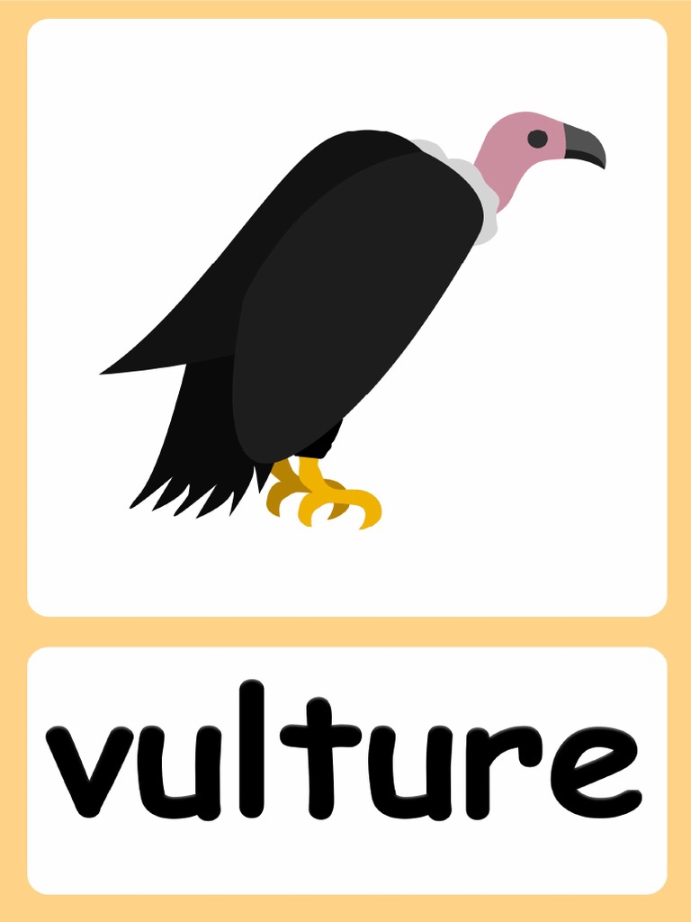 Desert Animal Flashcards | PDF