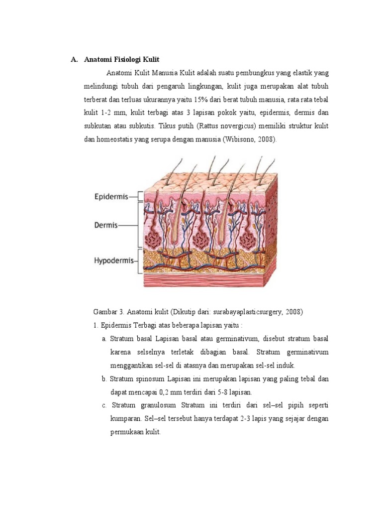 Anatomi Fisiologi Kulit | PDF