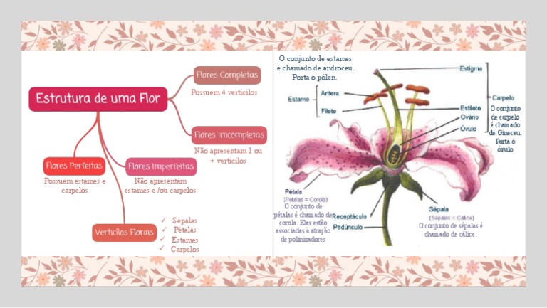 Botânica - Mapas Mentais | PDF