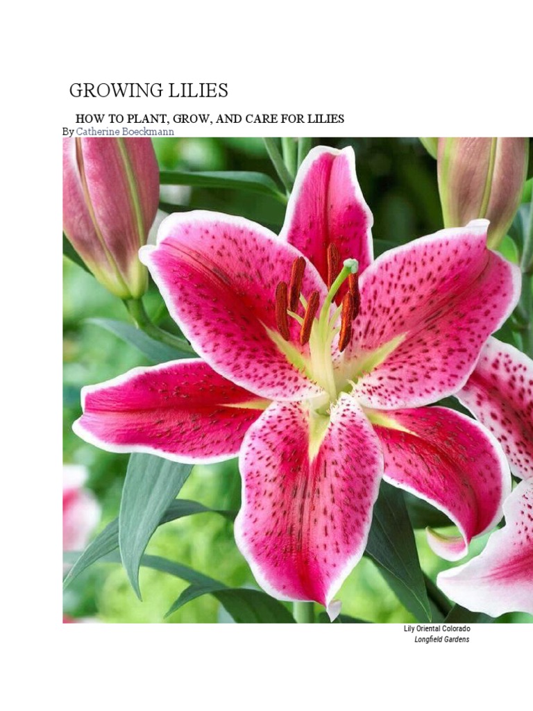 Growing Lilies: How To Plant, Grow, and Care For Lilies | PDF | Lilium ...