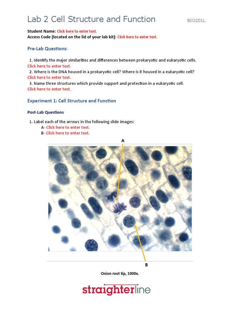 Onion Root Cell Parts
