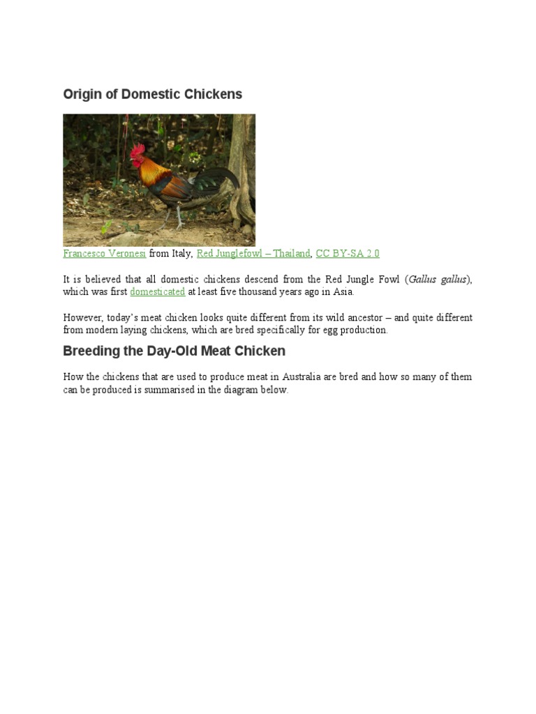 The Evolution of Meat Chicken Breeding: From Growth-Focused Selection ...