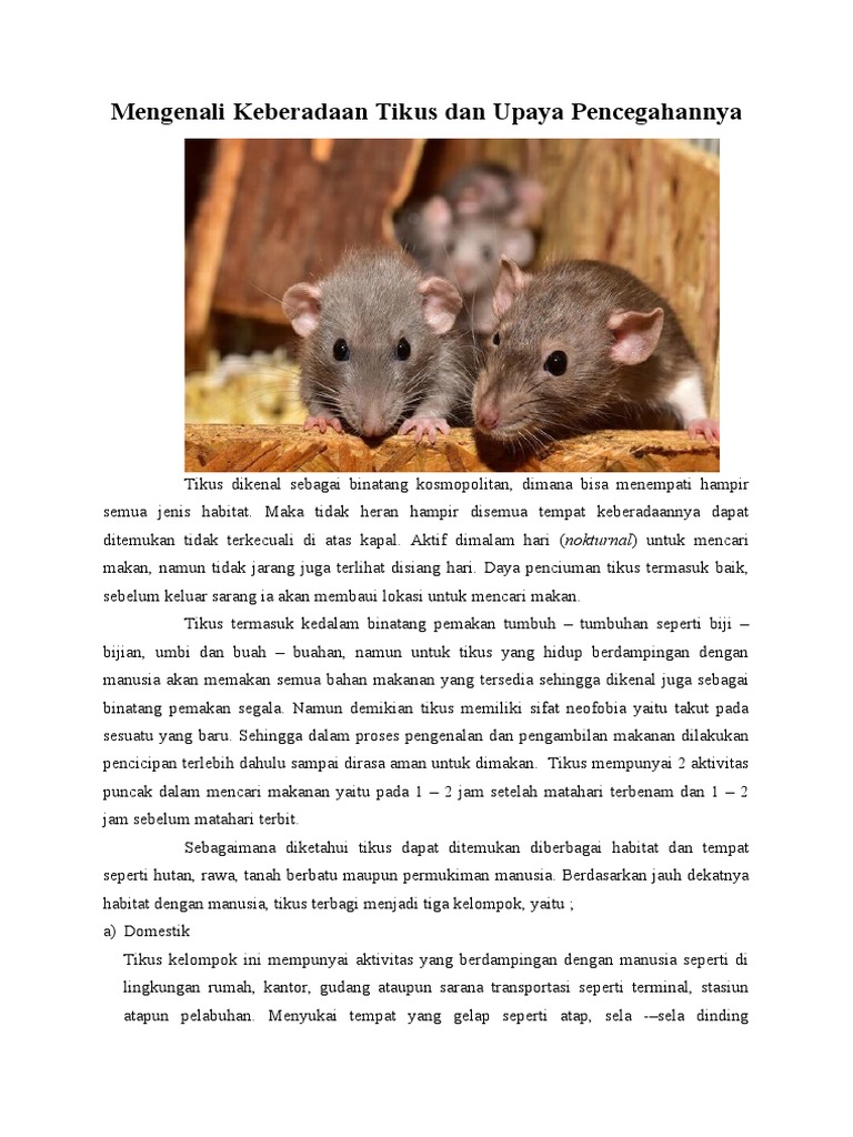 MENGENALI Keberadaan Tikus Dan Upaya Mencegah Keberadaan Tikus Di Lingkungan Kita | PDF ...