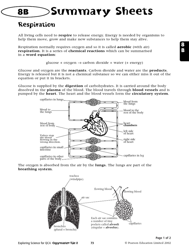 Summary Sheets: Respiration | PDF | Respiratory System | Breathing