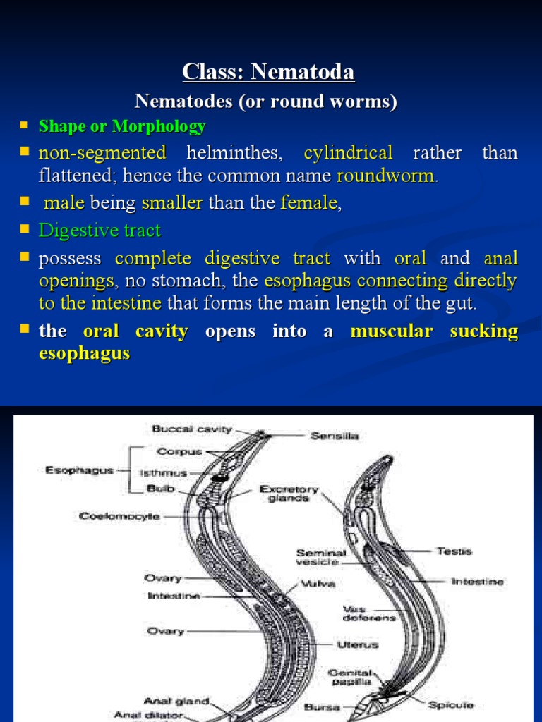 General Characters of Nematodes Lecture | PDF