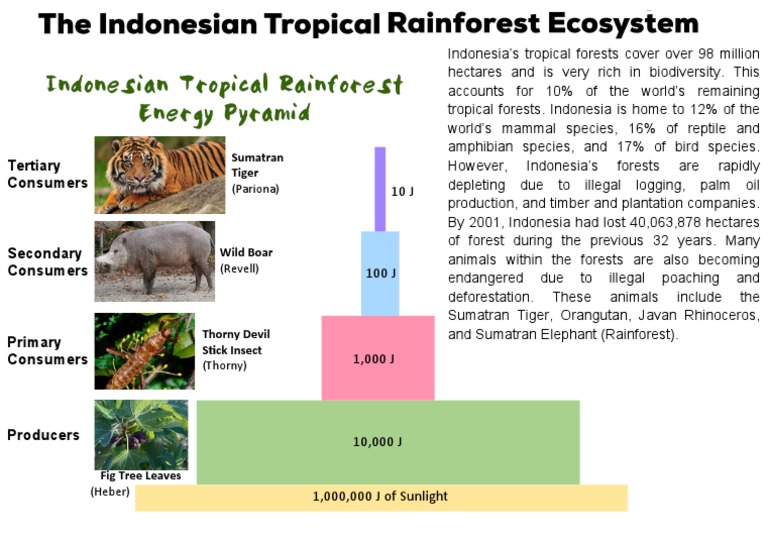 Rainforest Energy Pyramid | PDF