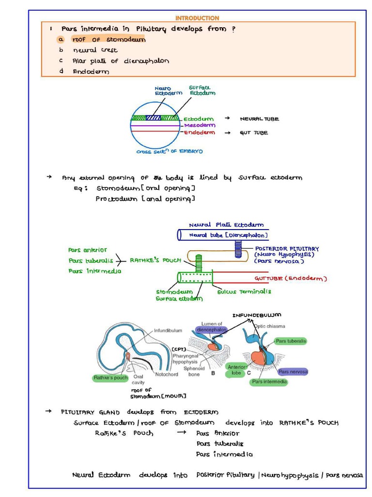 Anatomy Prepladder CL | PDF