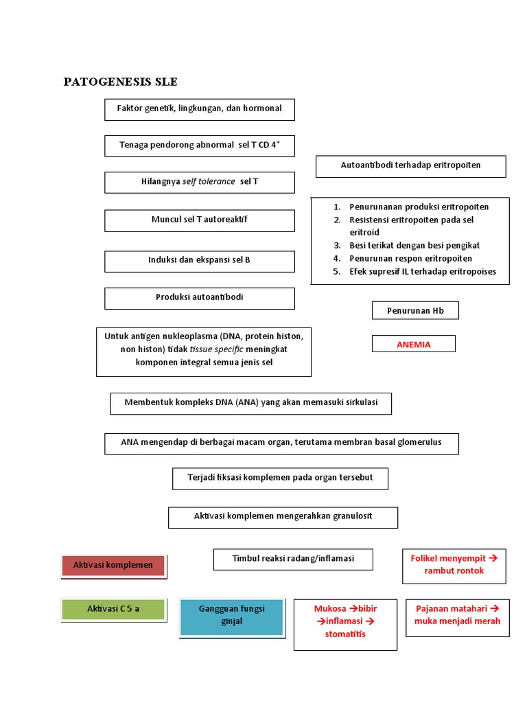 Patogenesis SLE | PDF