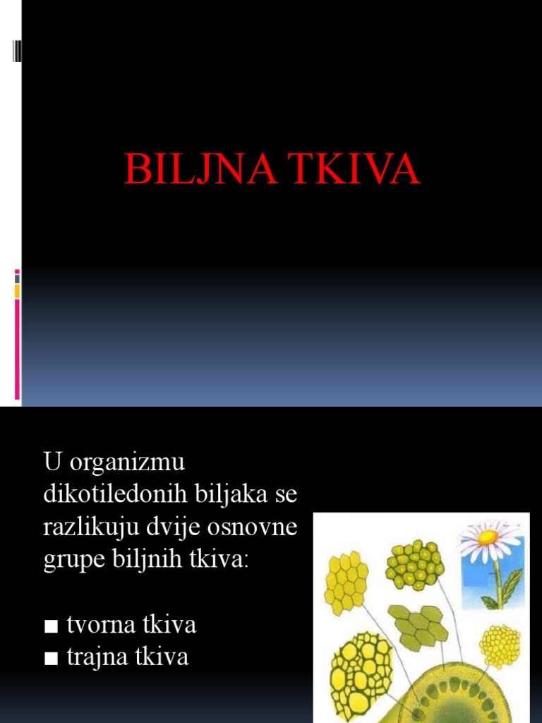 Biljna Tkiva | PDF