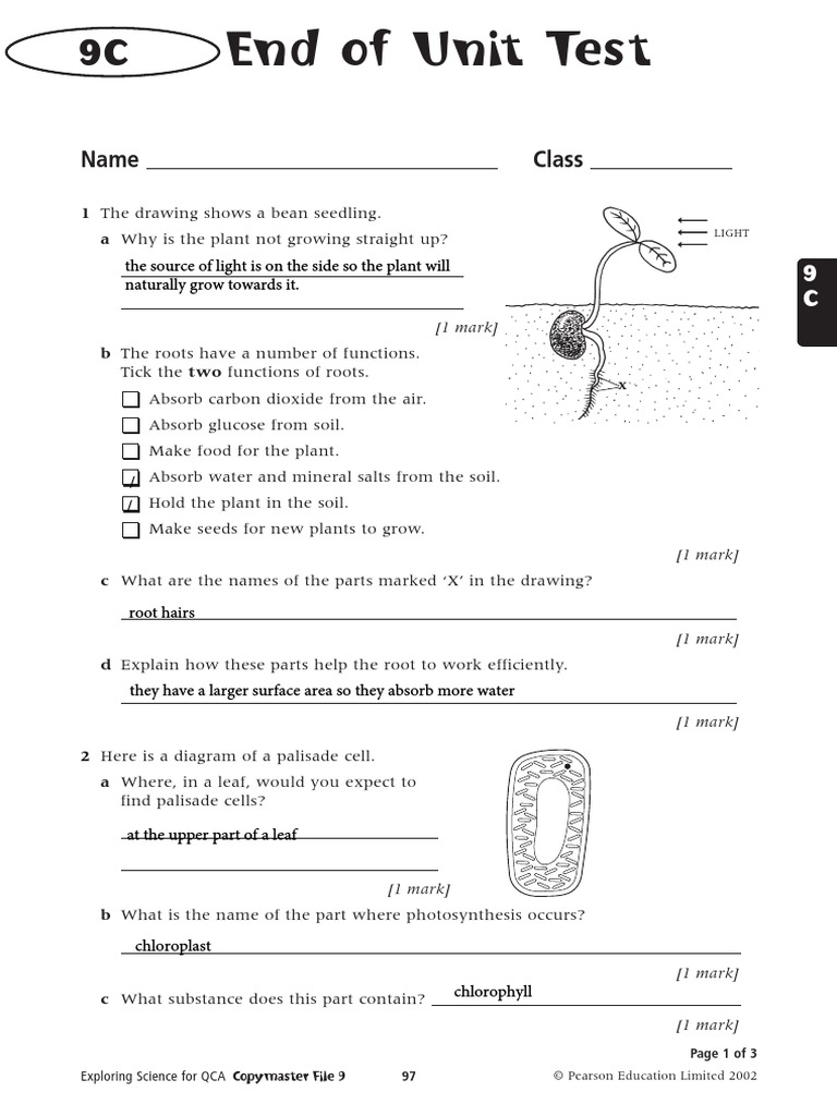 End of Unit Test: Name Class | PDF | Photosynthesis | Plants