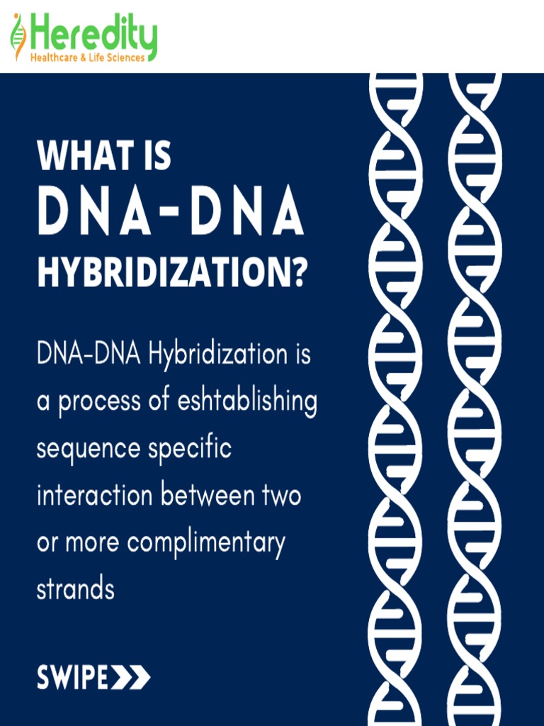 DNA-DNA Hybridization | PDF | Nucleic Acid Hybridization | Dna