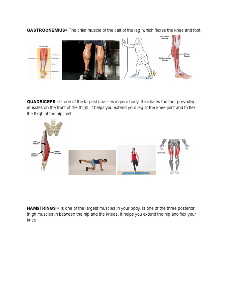 Anatomy 1 | PDF