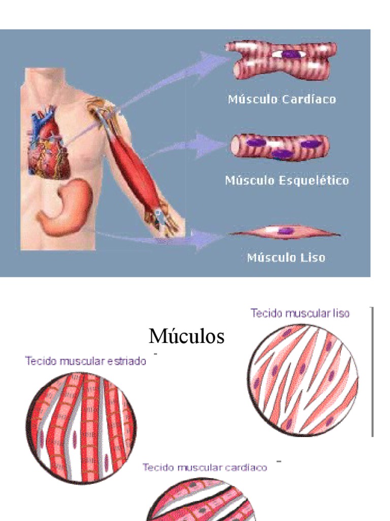 Características dos principais tipos de tecidos musculares | PDF ...