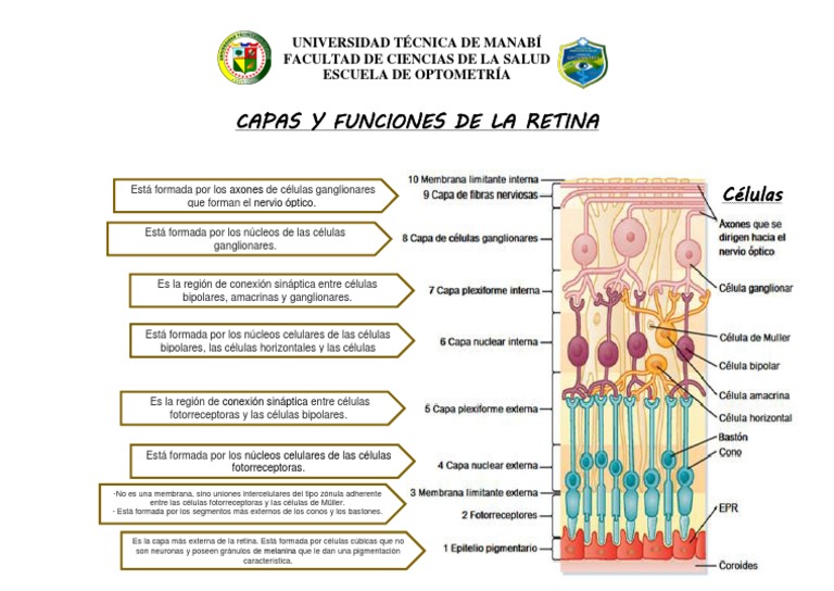 Anatomía De Las Capas De La Retina La Estructura Del Ojo Ilustración