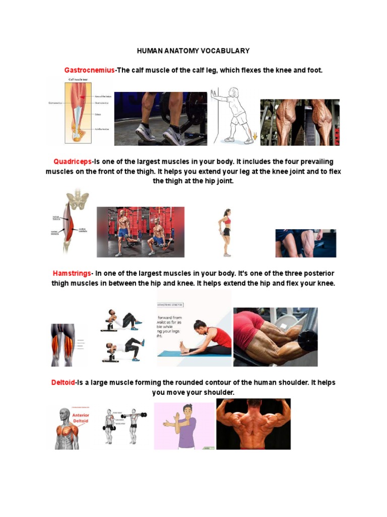 Human Anatomy Vocabulary | PDF