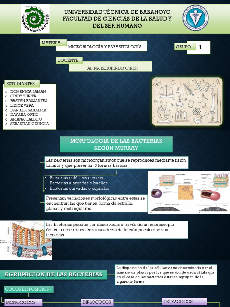 Clasificación de Las Bacterias Según Murray 3ro A | PDF | Bacterias ...
