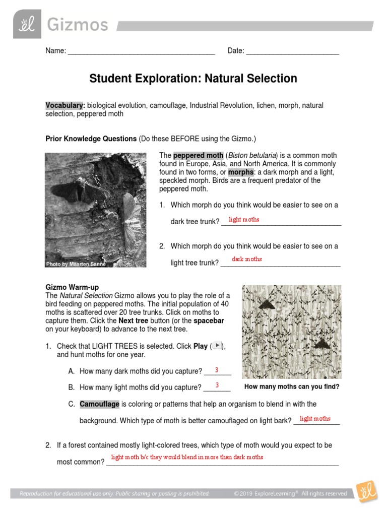 Natural Selection and the Peppered Moth | PDF | Natural Selection ...