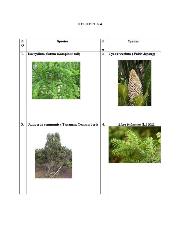 Daftar Spesies Tanaman Pinus | PDF
