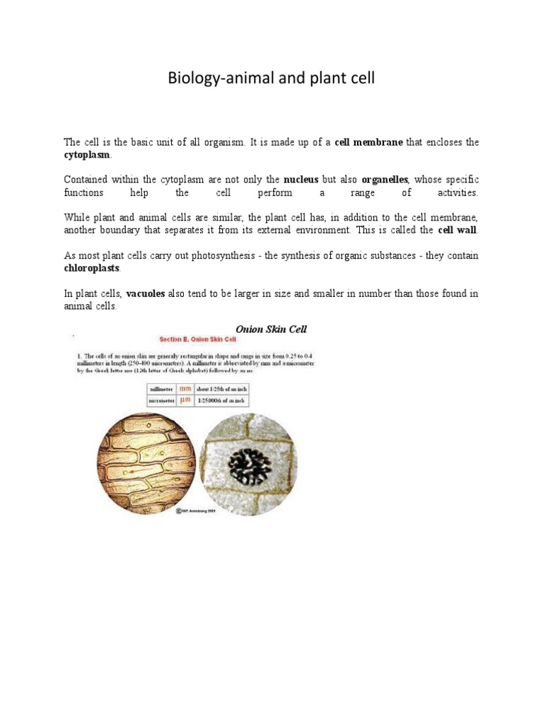 Animal and Plant Cell | PDF