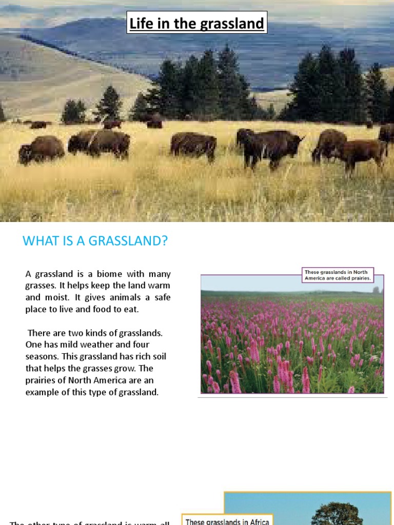 Life in The Grassland | PDF