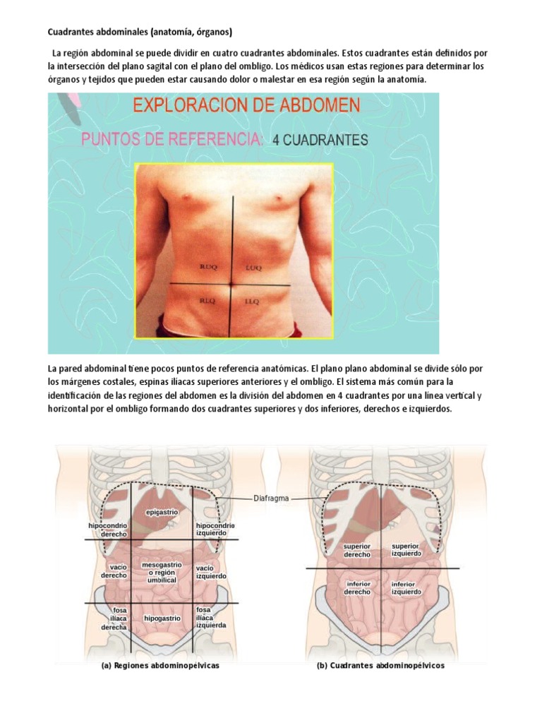 Anatomía Del Abdomen: Cuadrantes Planos Anatómicos Y Cuadrantes