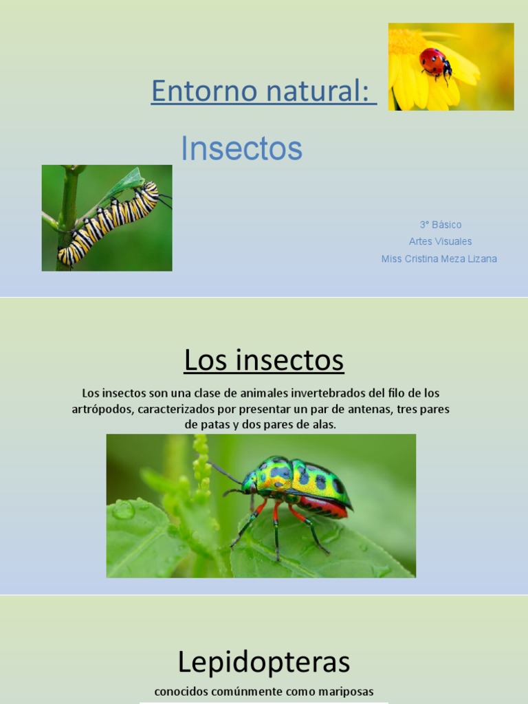 Insectos Artes Visuales | PDF