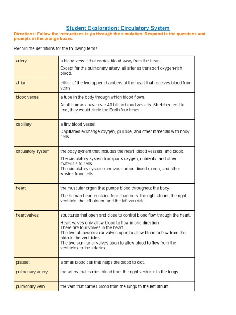 Circulatory System Workbook | PDF | Circulatory System | Artery