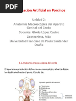 Anatomía y Fisiologia de La Jirafa | PDF