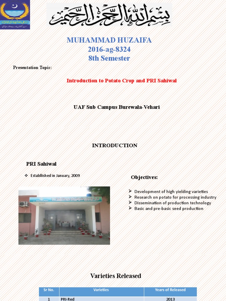 Muhammad Huzaifa 2016-Ag-8324 8th Semester: Introduction To Potato Crop and PRI Sahiwal | PDF ...