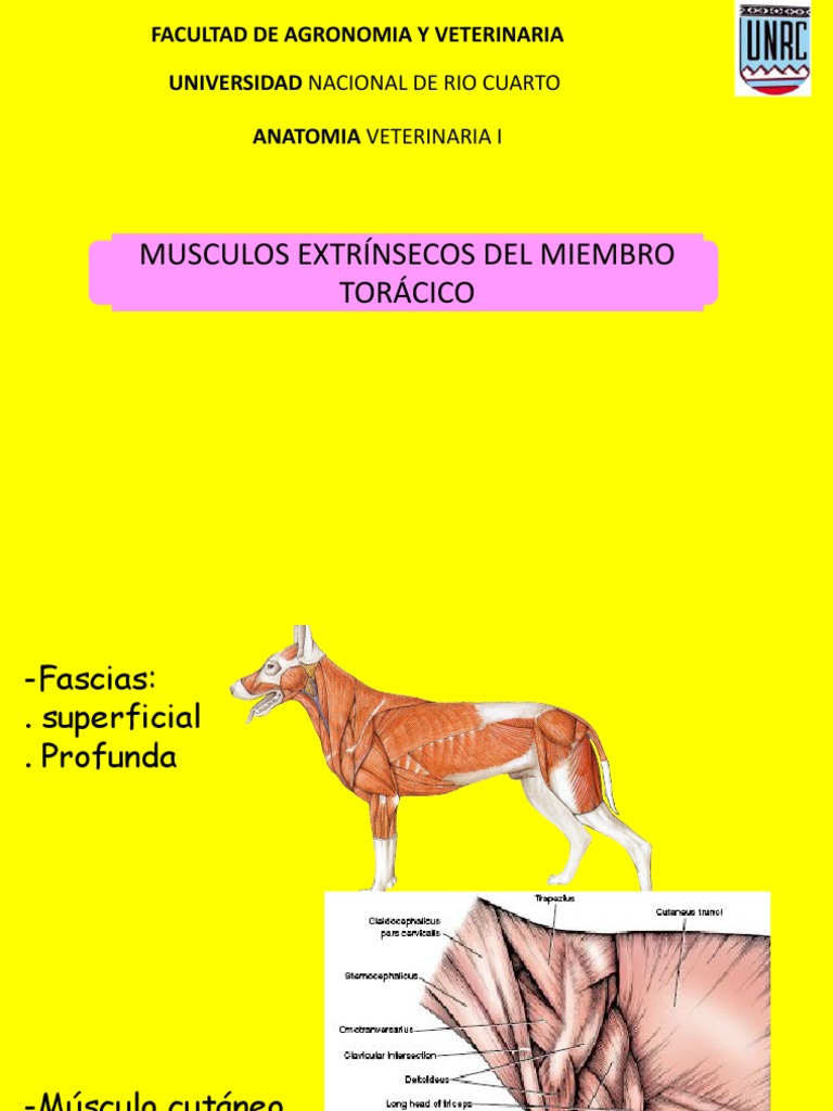 Músculos del Miembro Torácico Canino | PDF | Codo | Extremidades (anatomía)