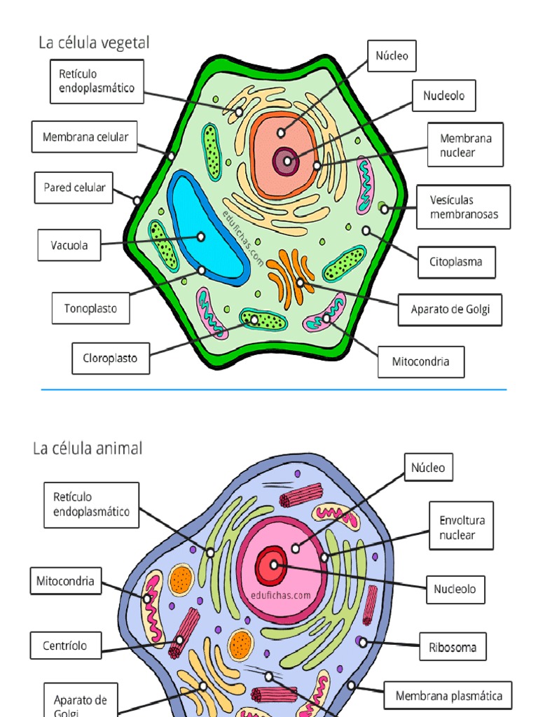 Celula Animal y Vegetal | PDF