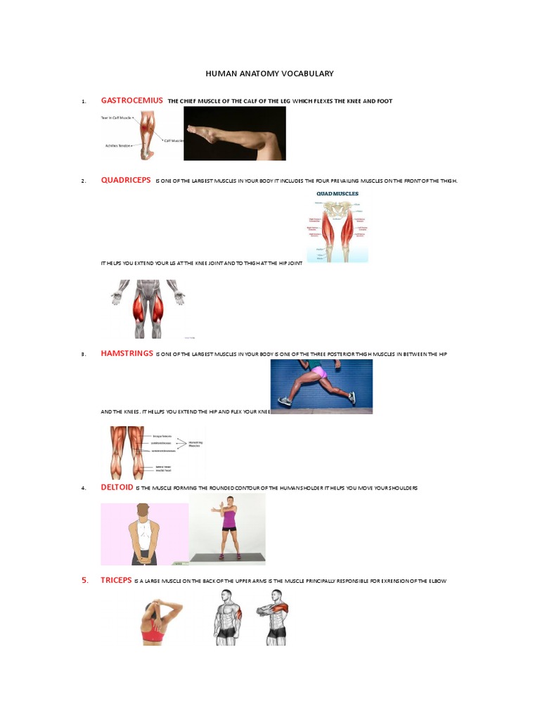 Human Anatomy Vocabulary | PDF