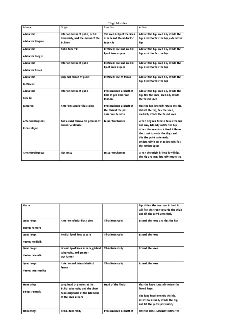 Thigh Muscles: Origin, Insertion, and Action | PDF | Hip | Pelvis