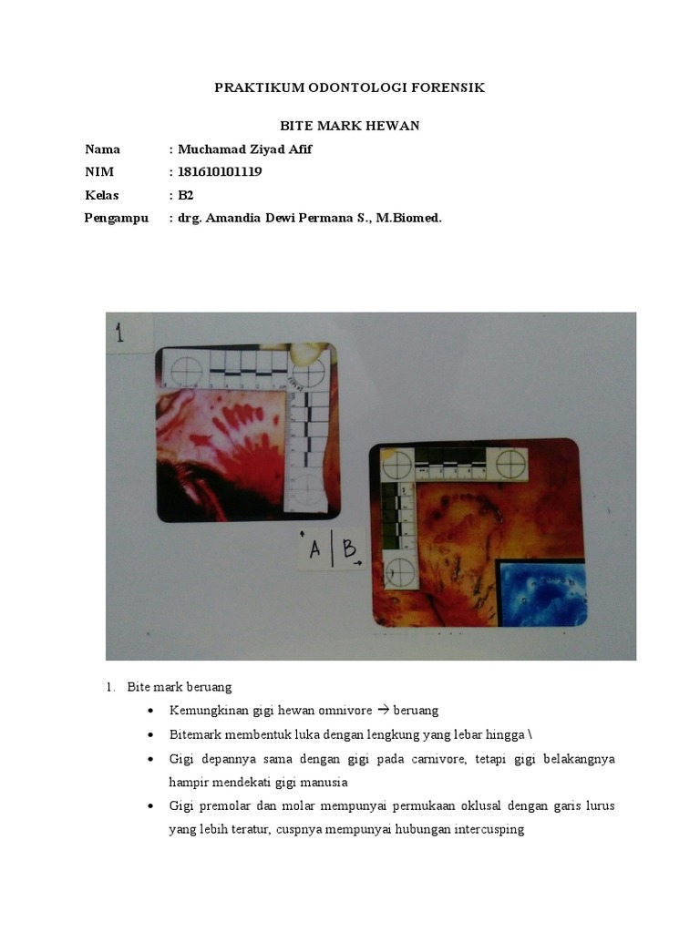 Analisis Bite Mark Hewan dan Gigi | PDF | Kajian Bahasa Asing | Griya & Taman