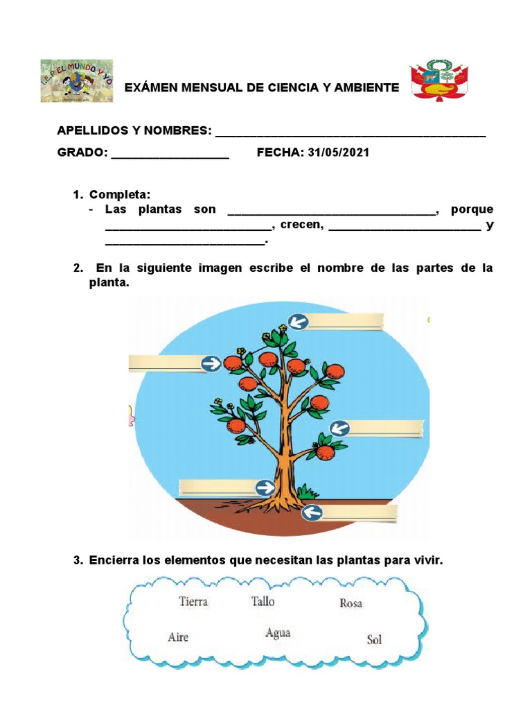 Exámen de Ciencia y Ambiente Primer Grado | PDF