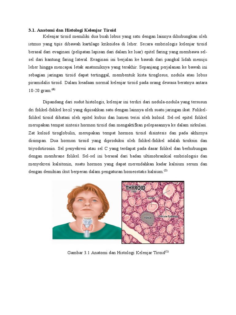 Anatomi Dan Histologi Kelenjar Tiroid | PDF