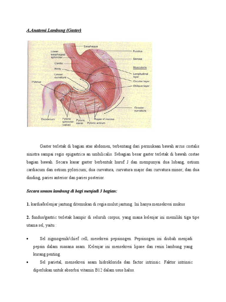 Anatomi Fisiologi Lambung | PDF | Kesehatan Holistik | Sains & Matematika