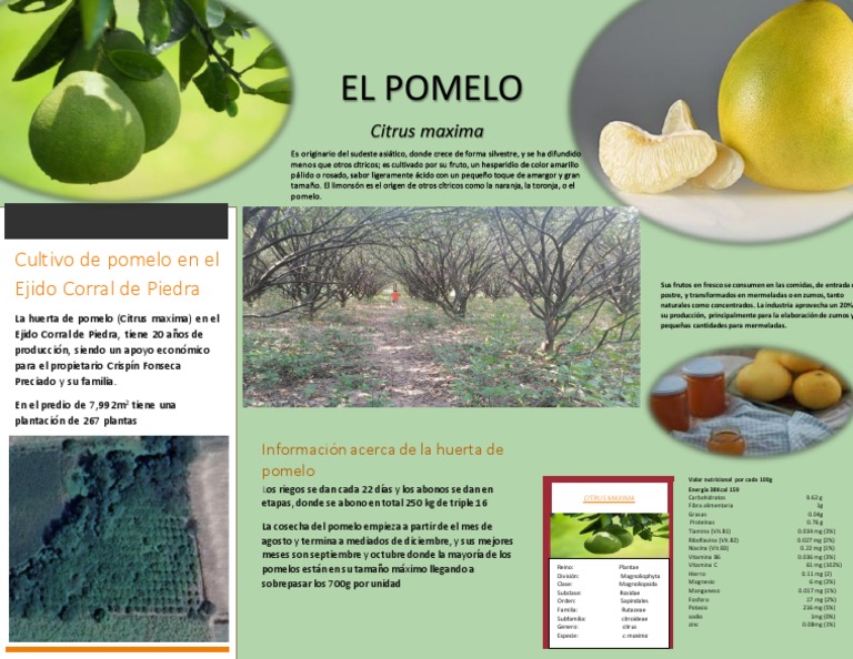 Infografia Pomelo (Citrus Maxima) | Descargar gratis PDF | Pomelo | Agrios