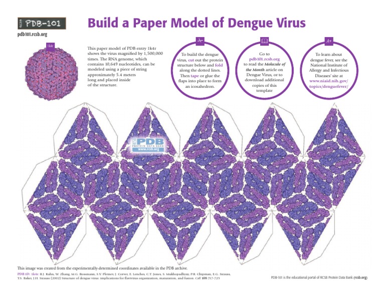 Build A Paper Model of Dengue Virus: Cut Fold Tape | Download Free PDF ...