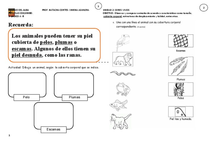 Actividades sobre Cubierta Corporal de Animales | PDF