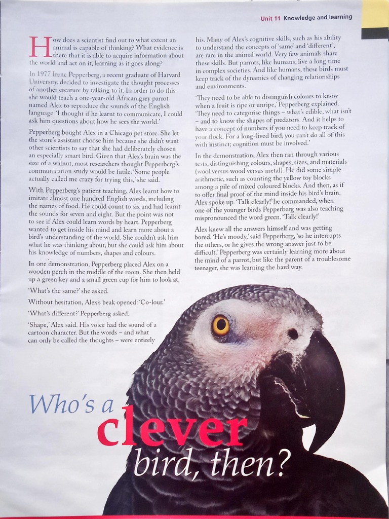 Who's A Clever Bird | PDF