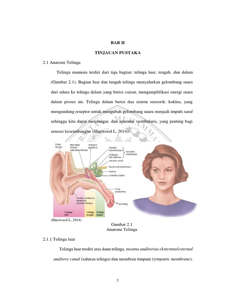 Anatomi Dan Fisiologi Telinga | PDF