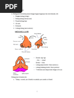 Struktur dan Fungsi Anatomi Hidung | PDF