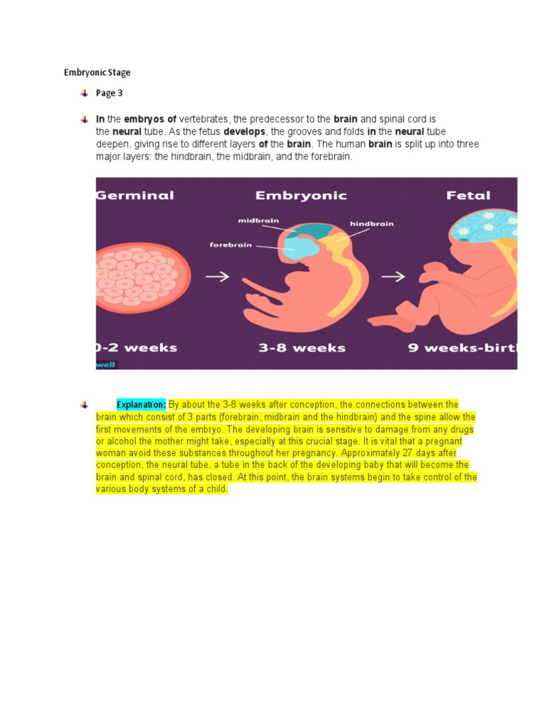 Embryonic Brain and Spinal Cord Development | PDF | Placenta | Brain