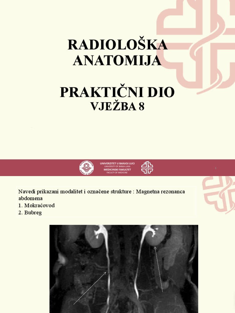 Radiološka Anatomija Vježba 8 | PDF