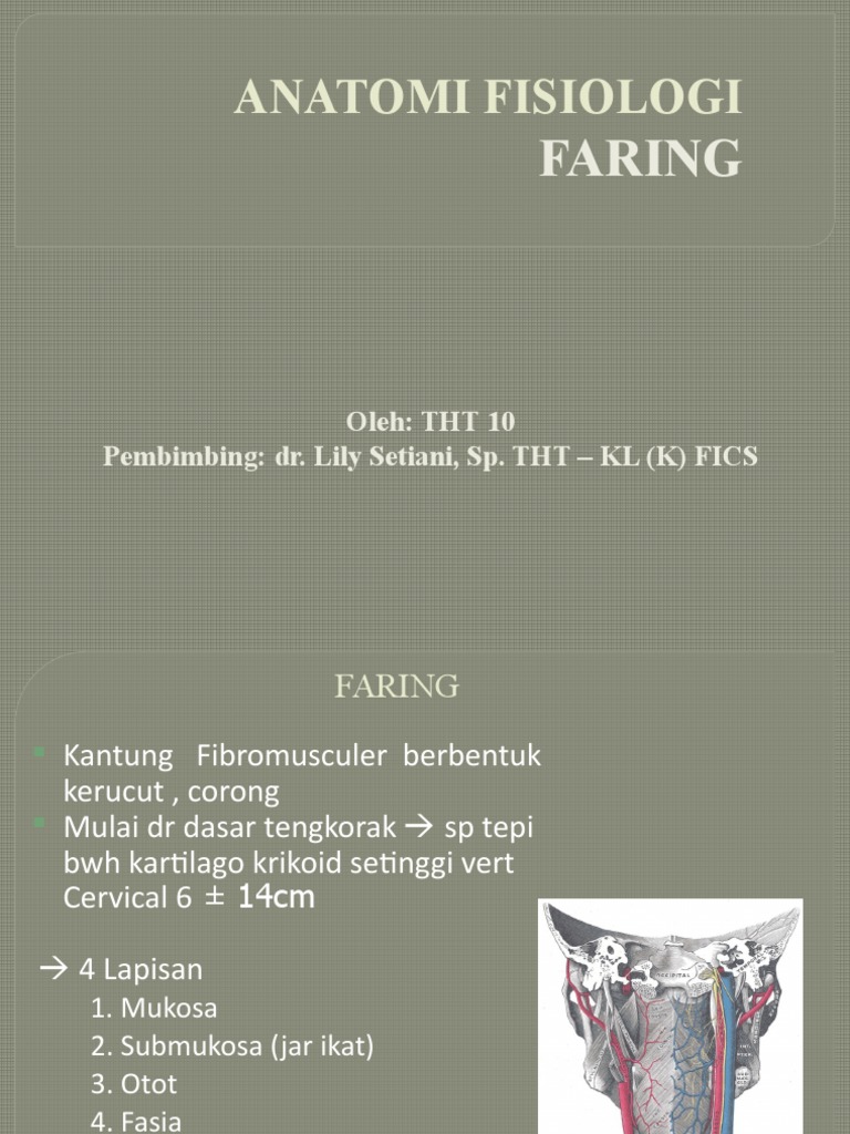 Anatomi Dan Fisiologi Faring | PDF