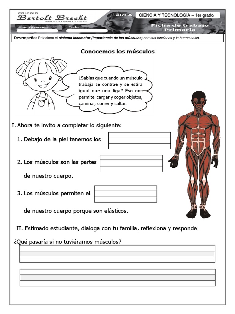 Conociendo los Músculos para Niños | PDF | Ciencia y matemáticas