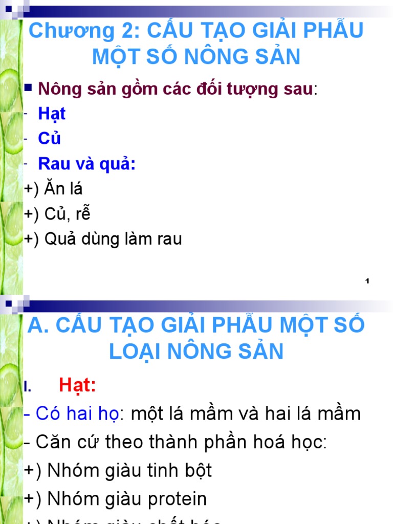 Cau Tao Giai Phau | PDF